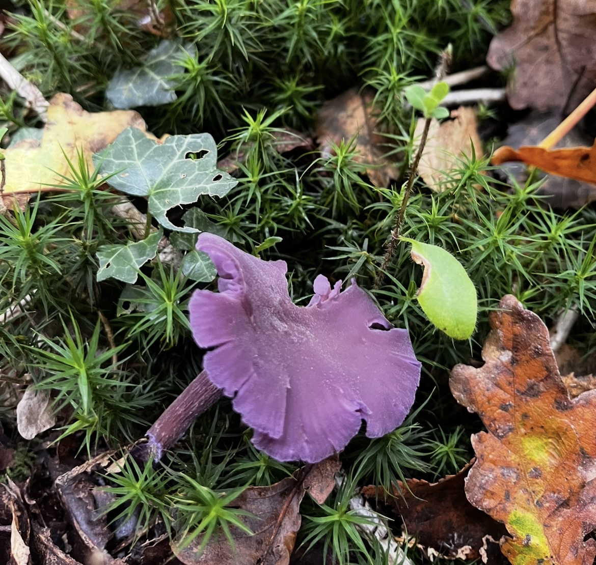 Celebrating my Autism Superpowers – The Invisible Onion